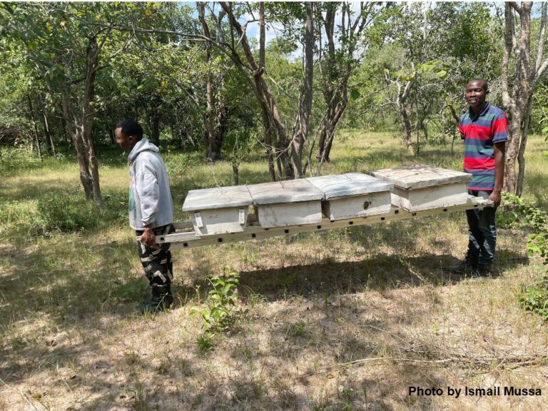 Tanzania, Challenges and Opportunities of National Beekeeping - APIMONDIA